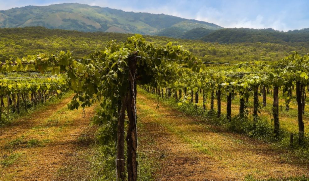 Six of the UK’s best vineyards for your next staycation! | The ...