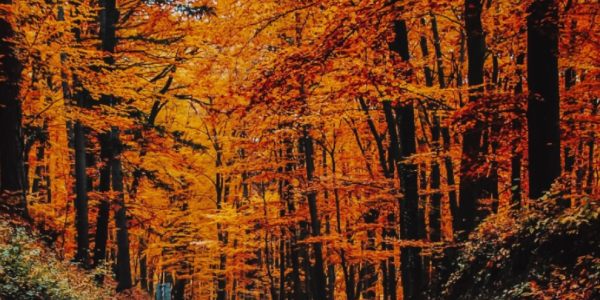 Autumn is officially here – make sure your vehicle is ready for the ...