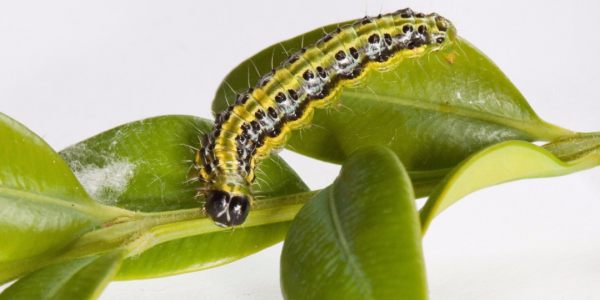 Box tree caterpillar: What is it and how can it affect your garden ...