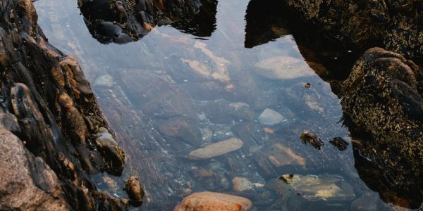 Explore the Fascinating Under Water Worlds in the Rock Pools of Devon ...