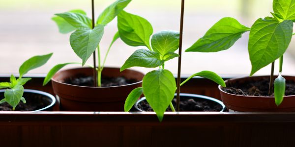 Small but mighty: How to grow your own if all you have is a windowsill ...