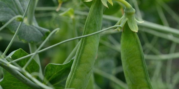 3 Pea varieties you need to know | The Lifestyle Daily